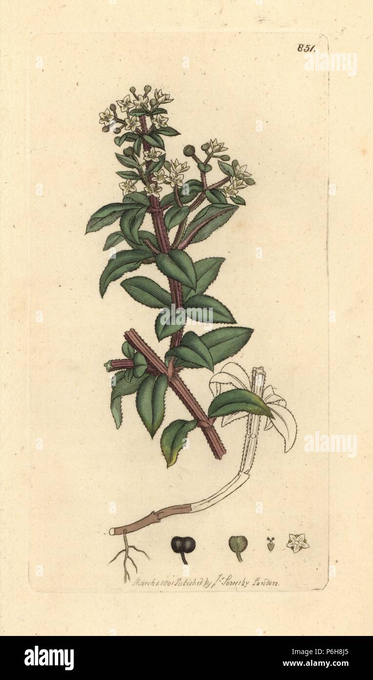 Wild madder, Rubia peregrina. Handcoloured copperplate engraving after ...