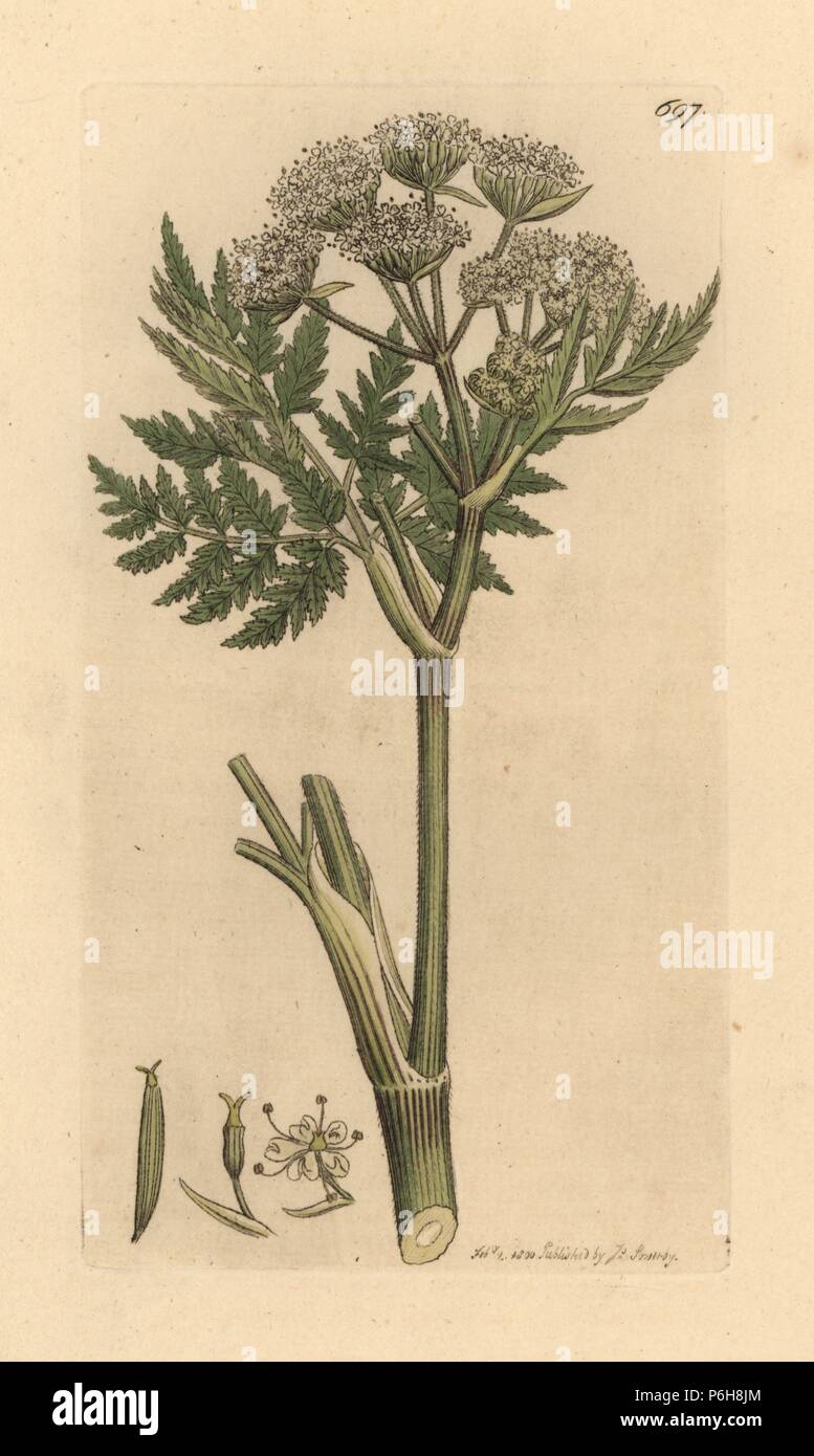 Sweet cicely or great chervil, Myrrhis odorata (Scandix odorata ...