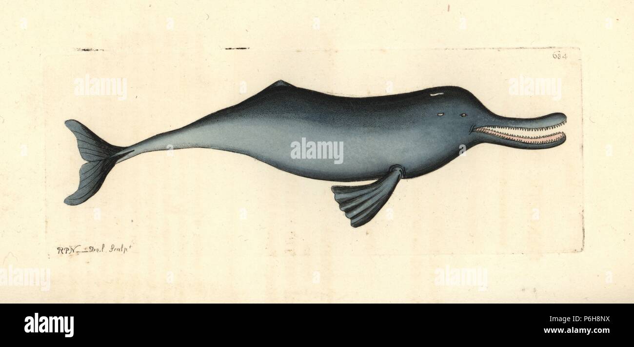 Ganges river dolphin, Platanista gangetica gangetica, endangered ...