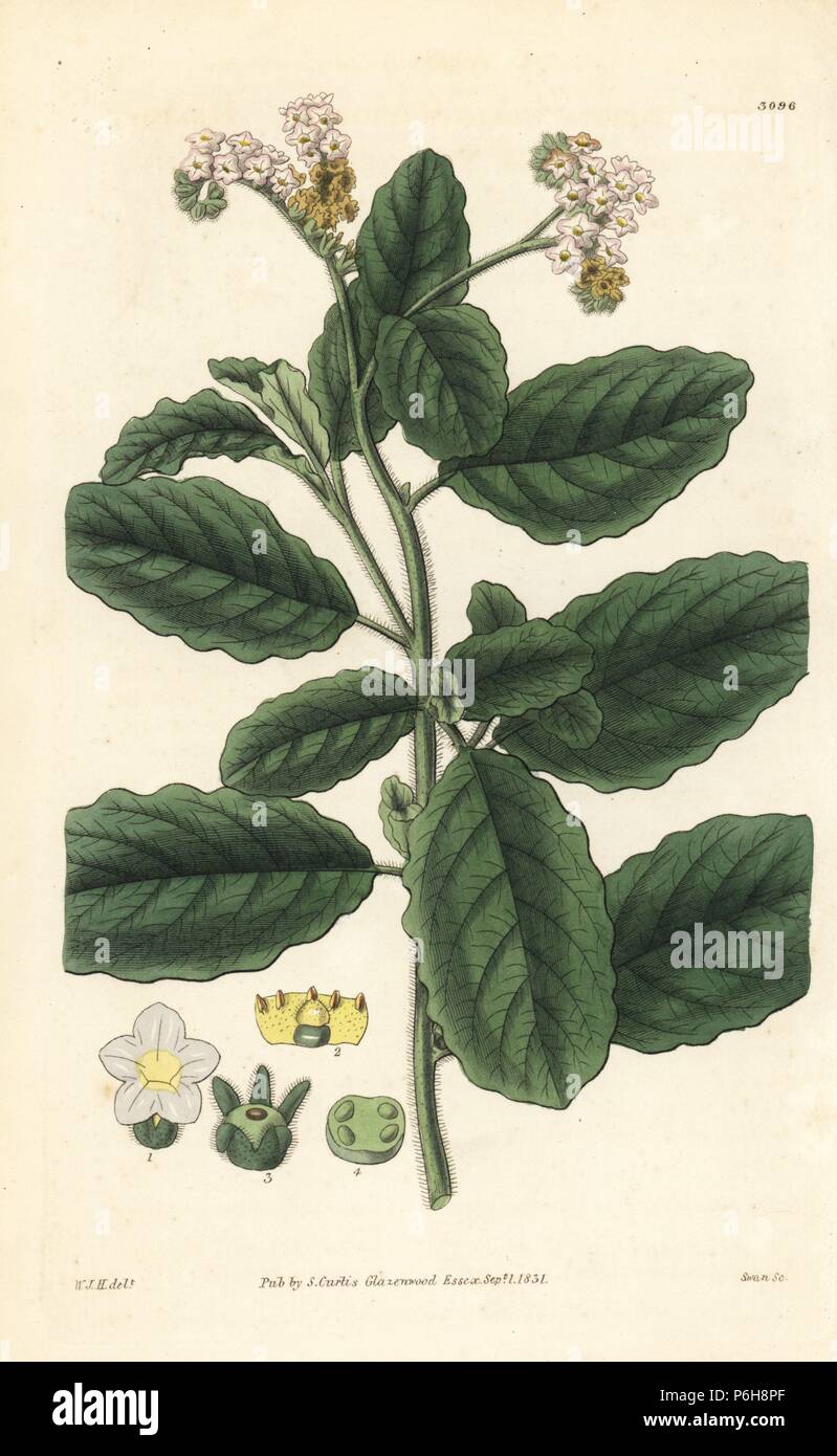 Heliotrope Flower Drawing