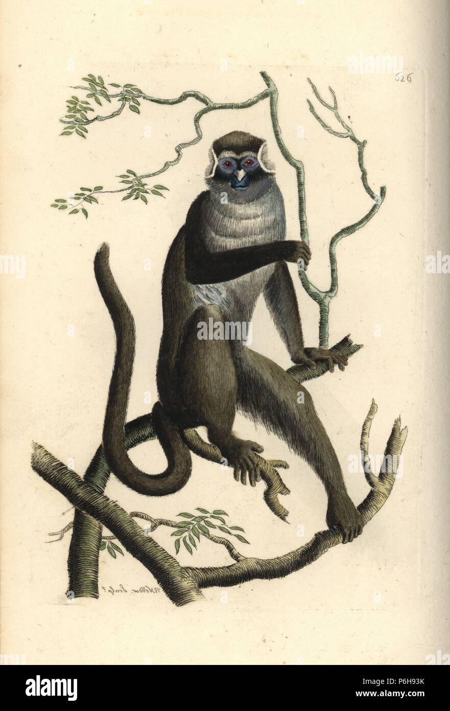 Red-tailed guenon, Cercopithecus ascanius (Ascanius monkey, Simia ...