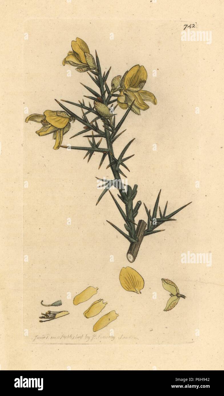 Botanical drawing gorse hi-res stock photography and images - Alamy