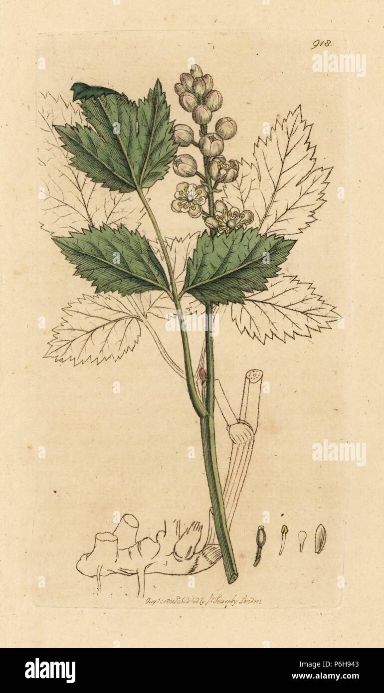 Herb Christopher or baneberries, Actaea spicata. Handcoloured ...