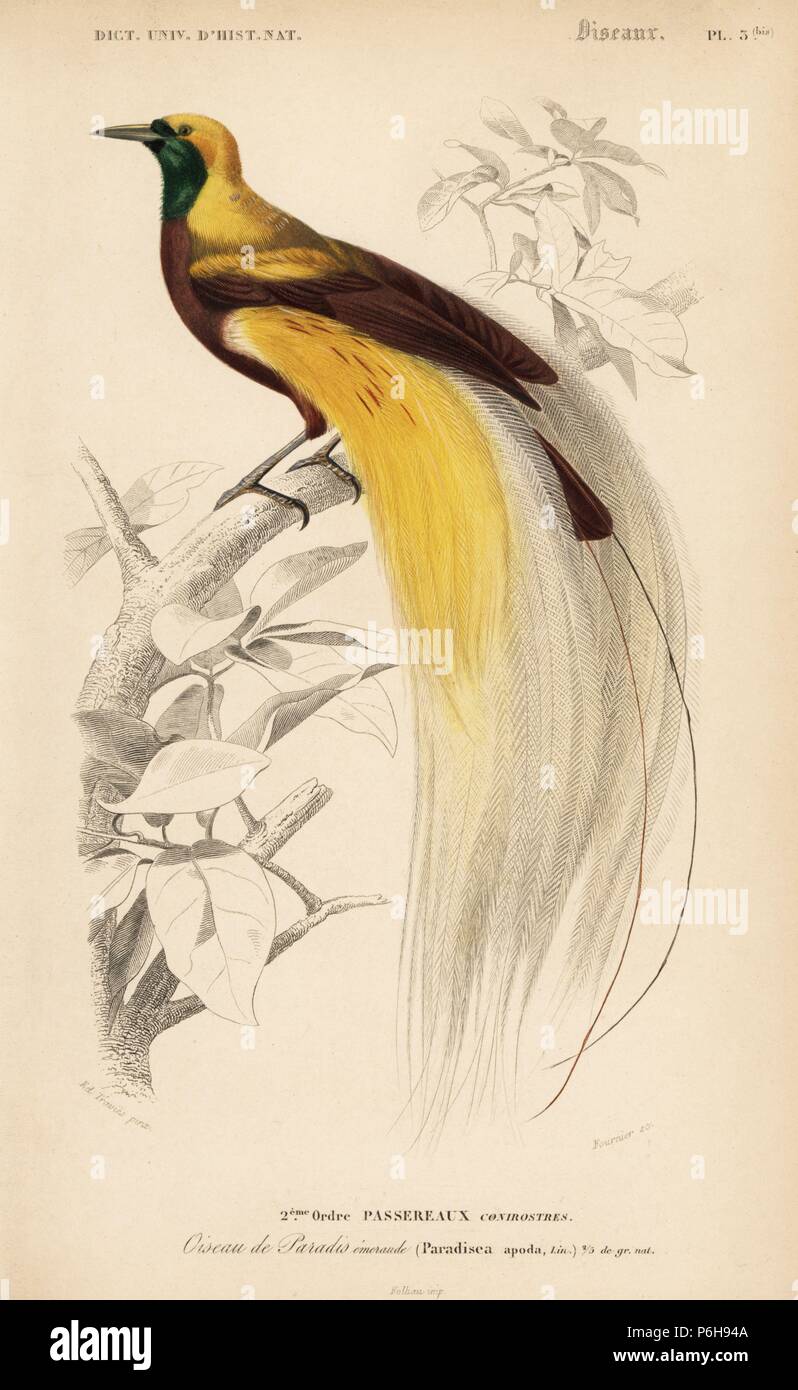 Greater bird of paradise paradisaea apoda hi-res stock photography and ...