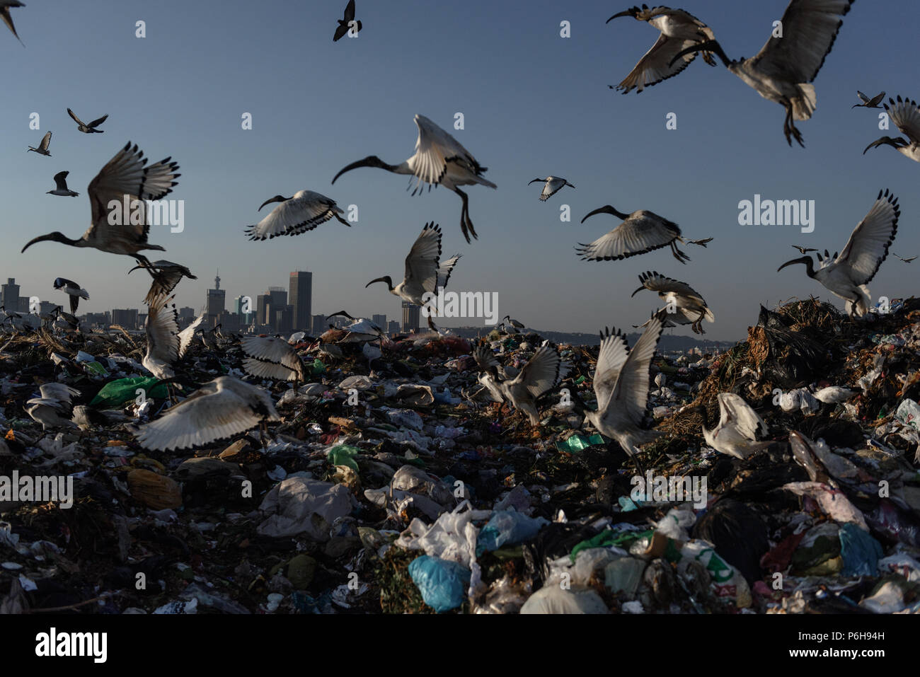Ibis bird rubbish hi-res stock photography and images - Alamy
