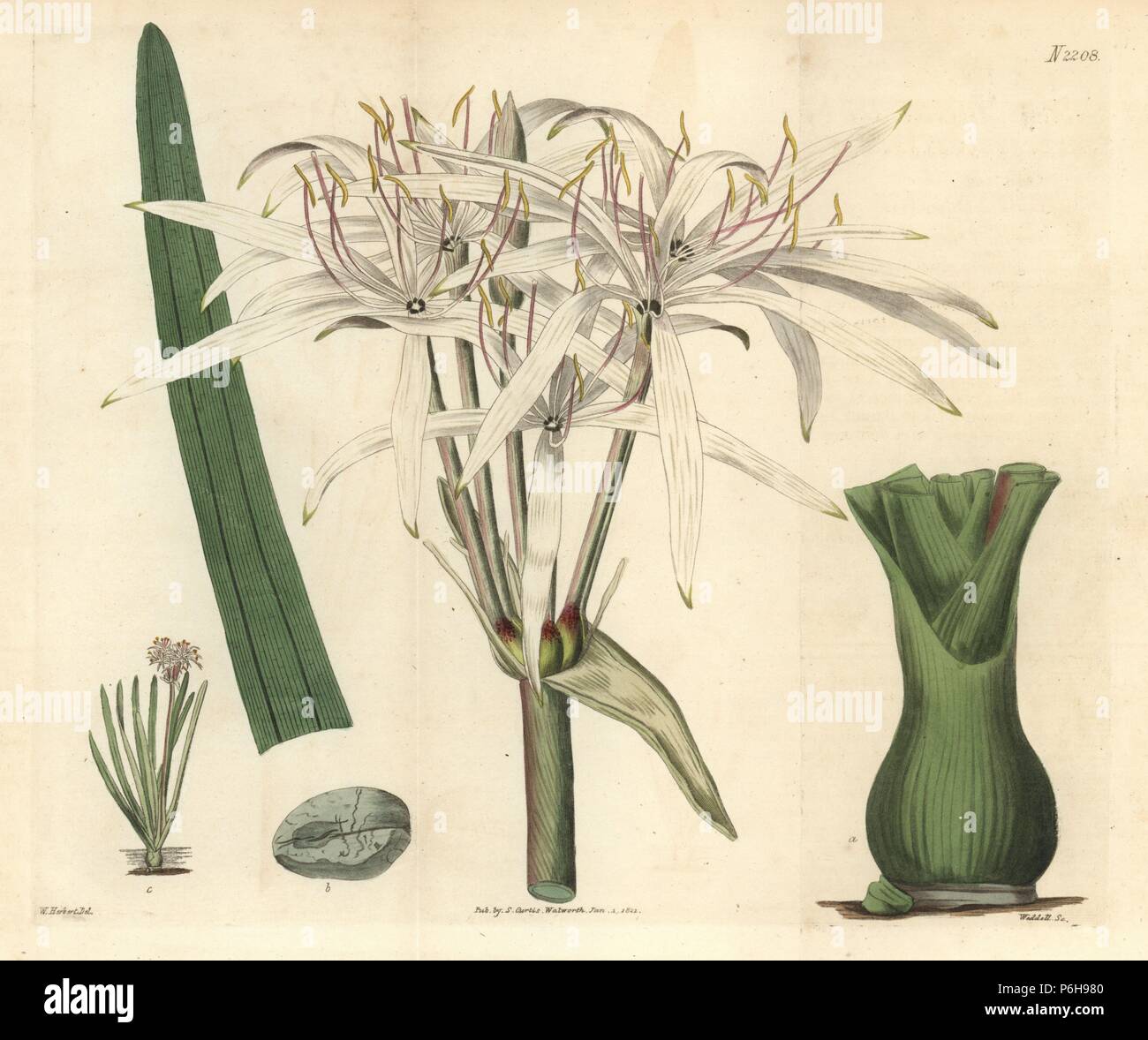 River crinum lily, Crinum viviparum (Deep-rooted crinum, Crinum defixum ...