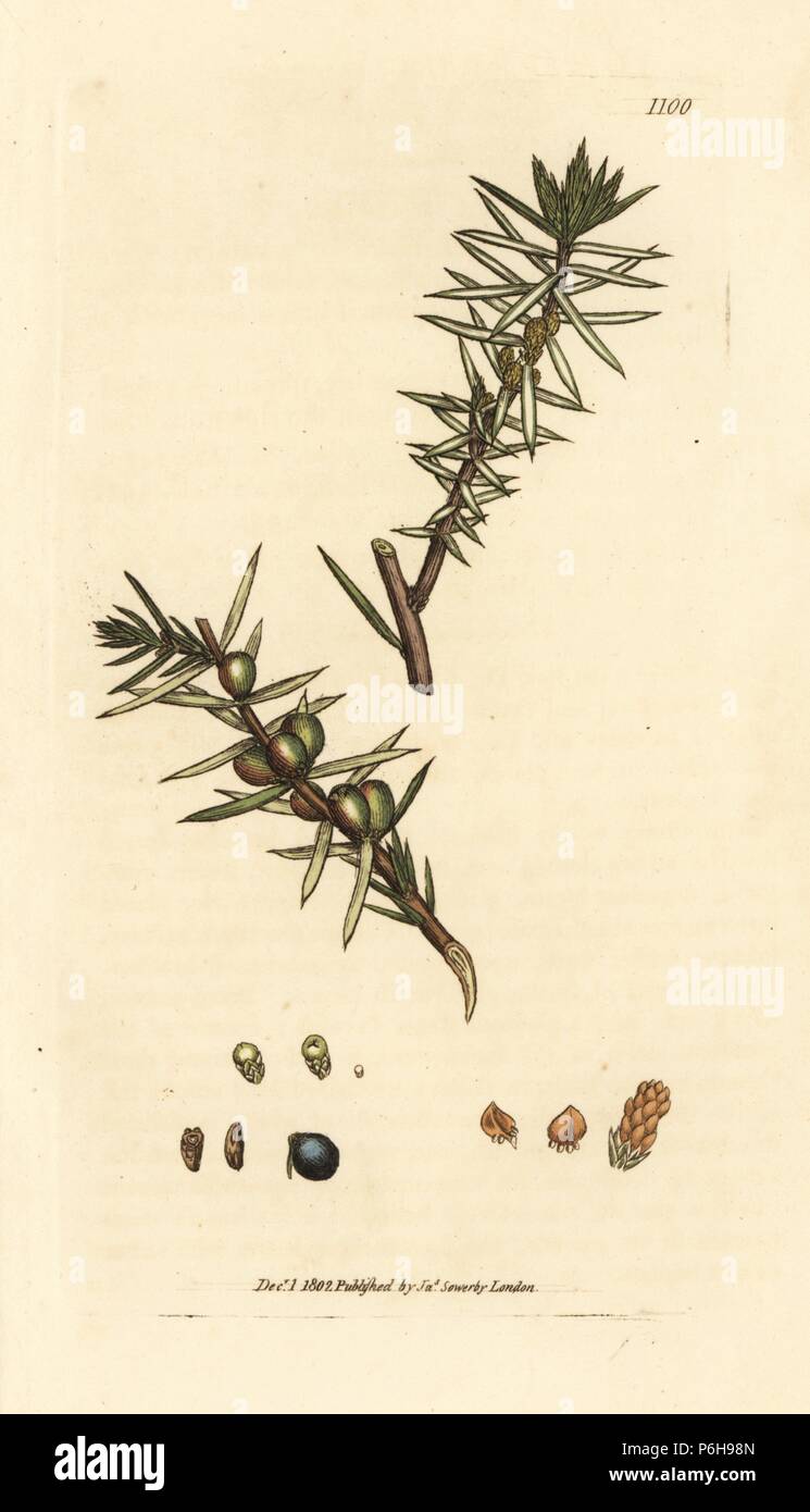 Common juniper, Juniperus communis. Handcoloured copperplate engraving ...