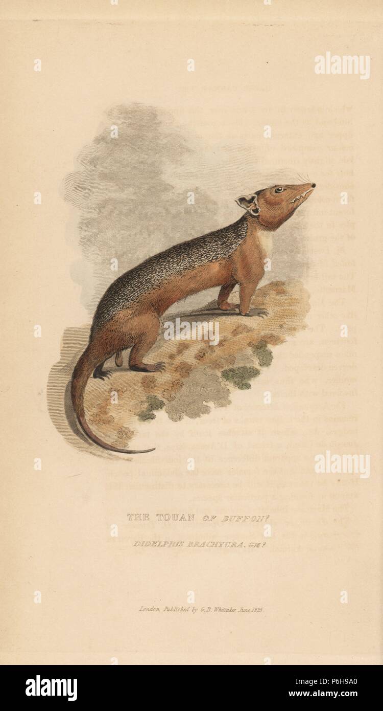 Short tailed opossum hi-res stock photography and images - Alamy