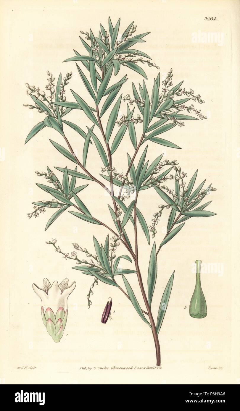 Lance beard-heath or lanceolate leucopogon, Leucopogon lanceolatus ...