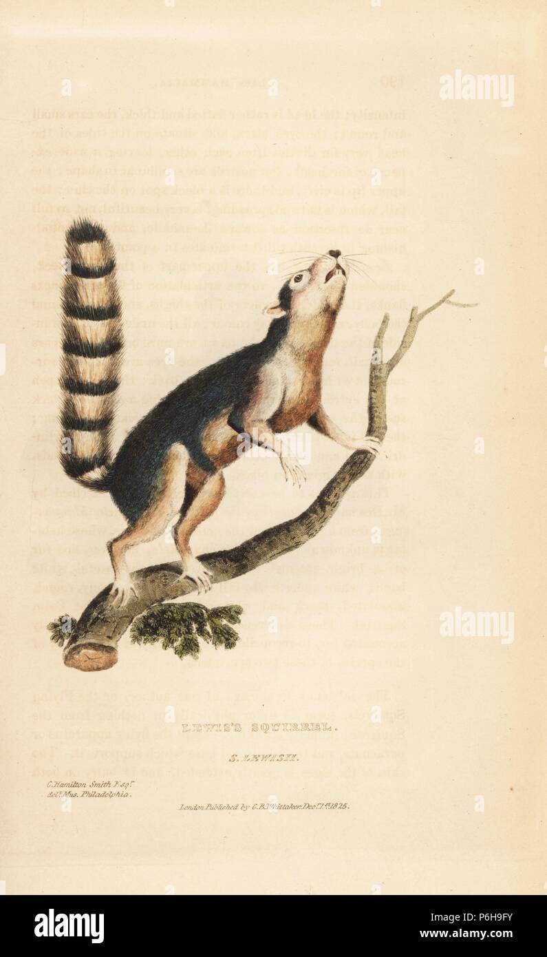 Ring-tailed ground squirrel, Notocitellus annulatus. (Lewis' squirrel ...