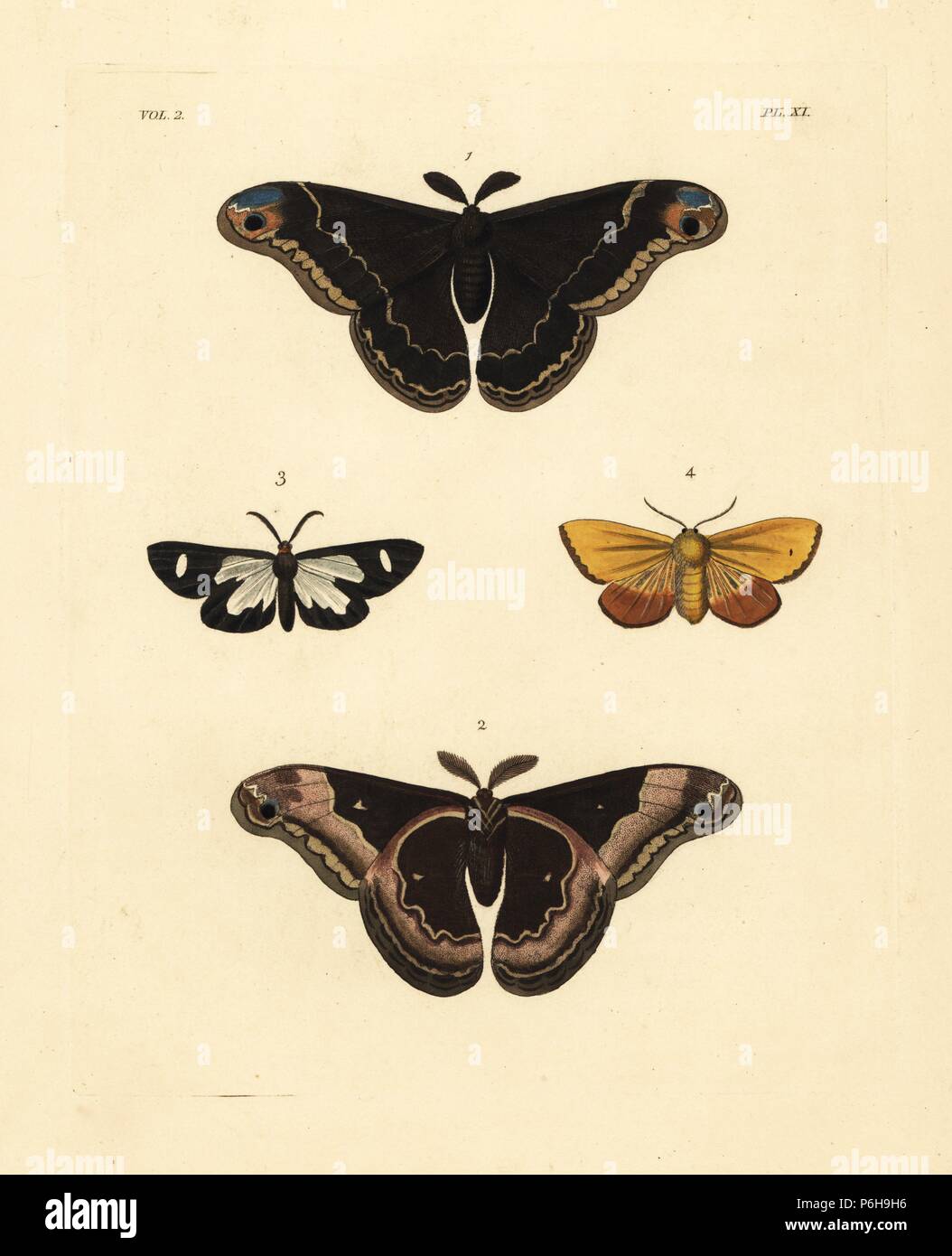 Promethea moth hi-res stock photography and images - Alamy