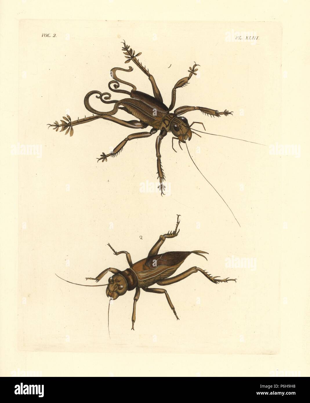 Schizodactylus monstrosus cricket 1, and giant tobacco cricket ...