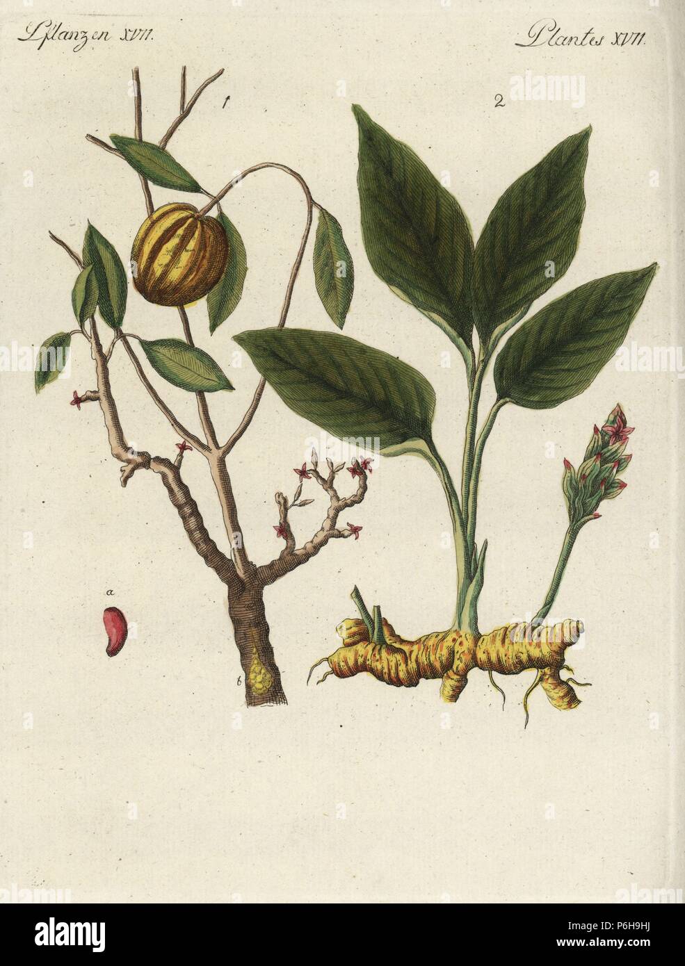 Brindleberry or garcinia cambogia, Garcinia gummi-gutta, and turmeric ...