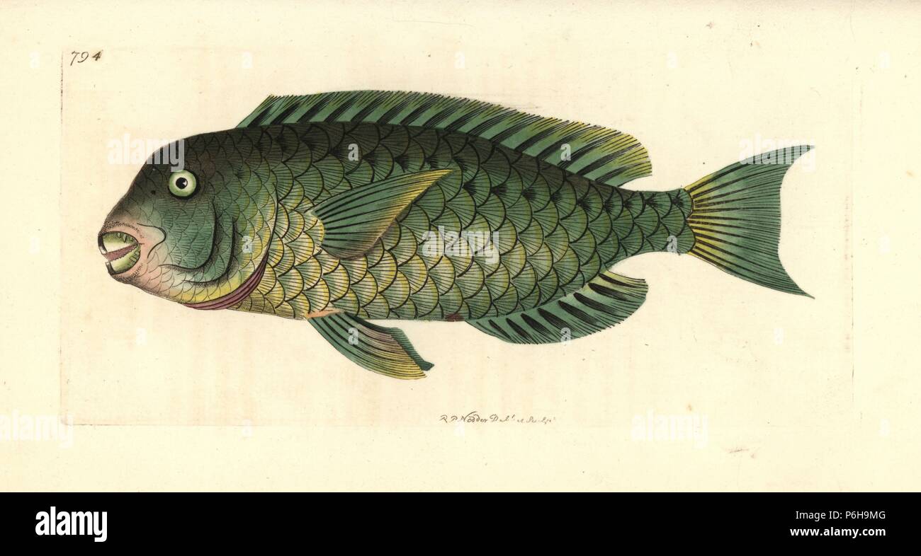 Mediterranean parrotfish, Sparisoma cretense (Cretan scarus, Scarus ...