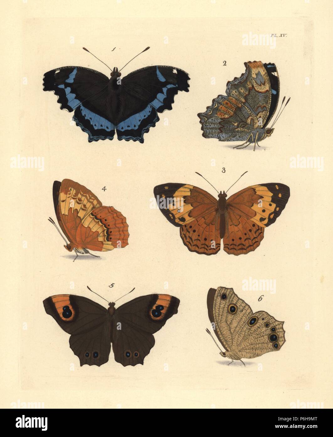 Blue admiral, Kaniska canace 1,2, rustic butterfly, Cupha erymanthis 3 ...