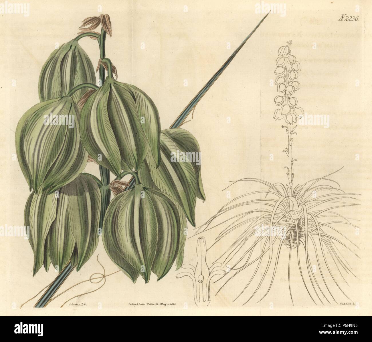 Small soapweed, Yucca glauca (Narrow-leaved Adam's needle, Yucca ...