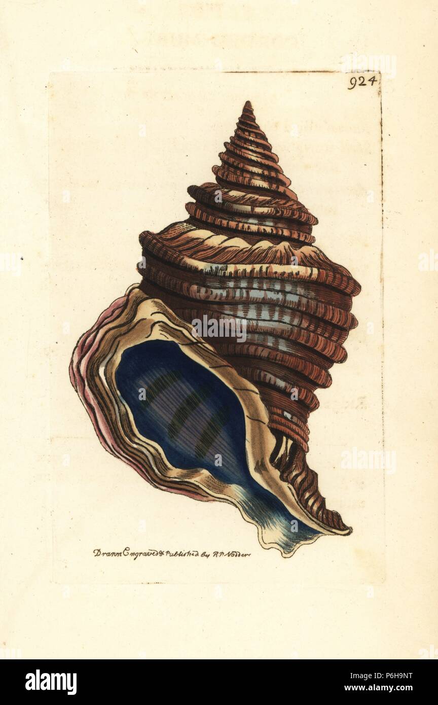 Angular murex, Hexaplex angularis (Corded murex, Murex lyratus ...