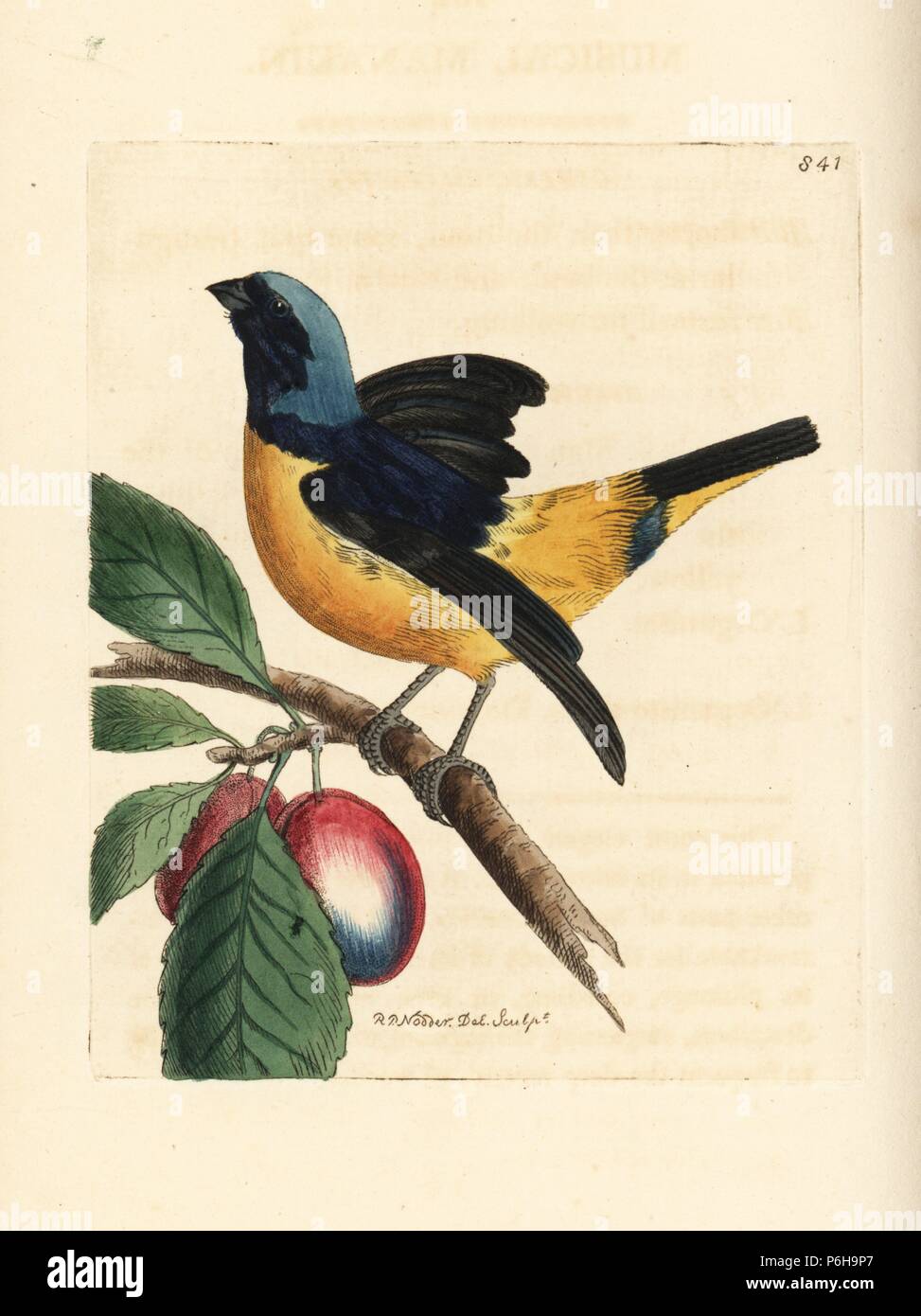 Antillean euphonia, Euphonia musica (Musical manakin, Pipra musica ...