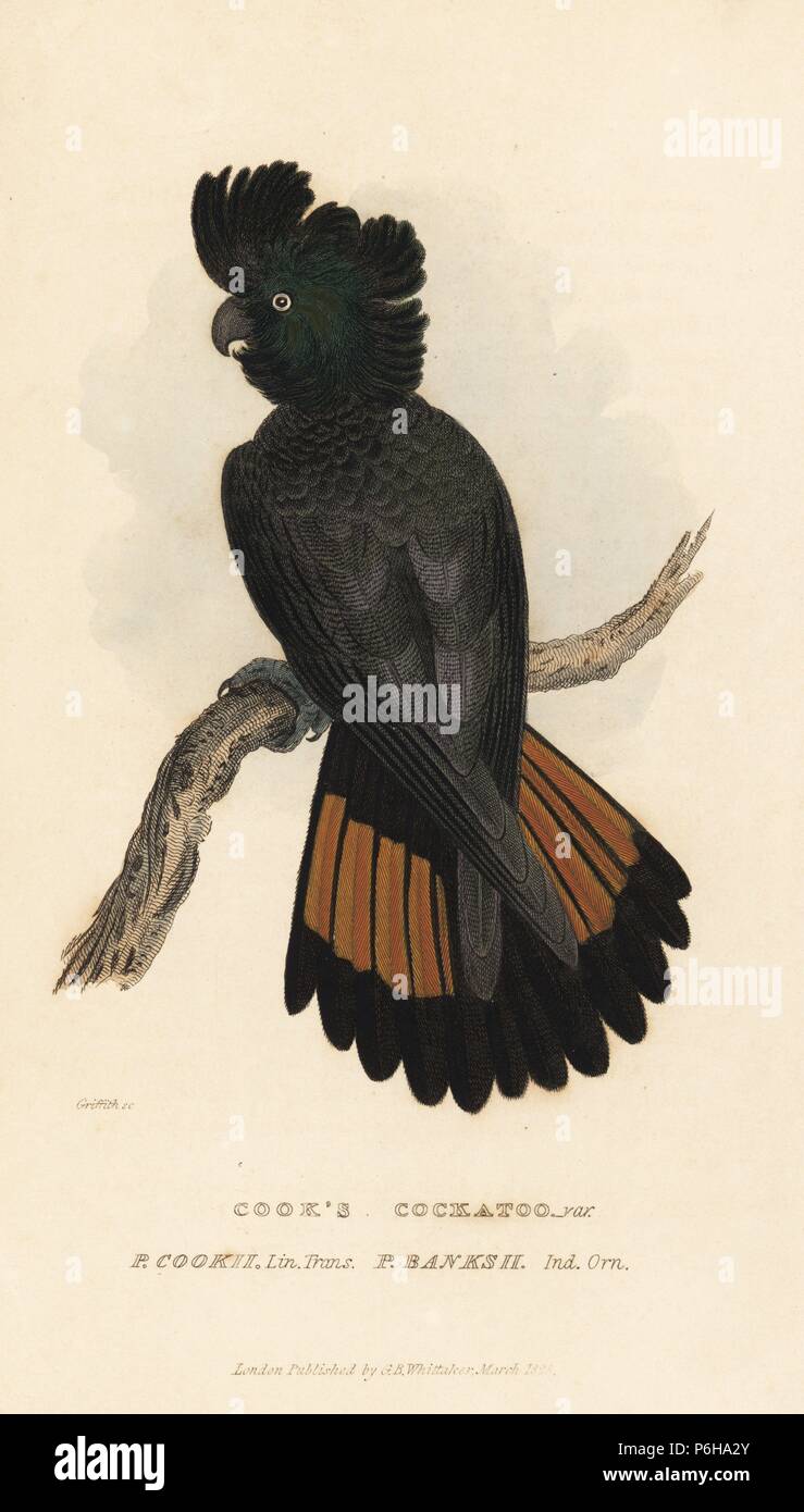 Harriet griffith hi-res stock photography and images - Alamy