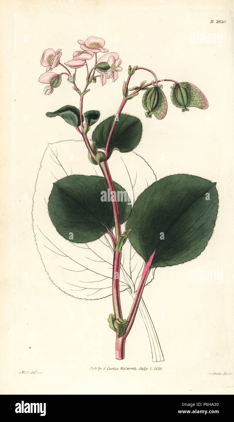 Wax begonia, Begonia cucullata (Free-flowering begonia, Begonia ...