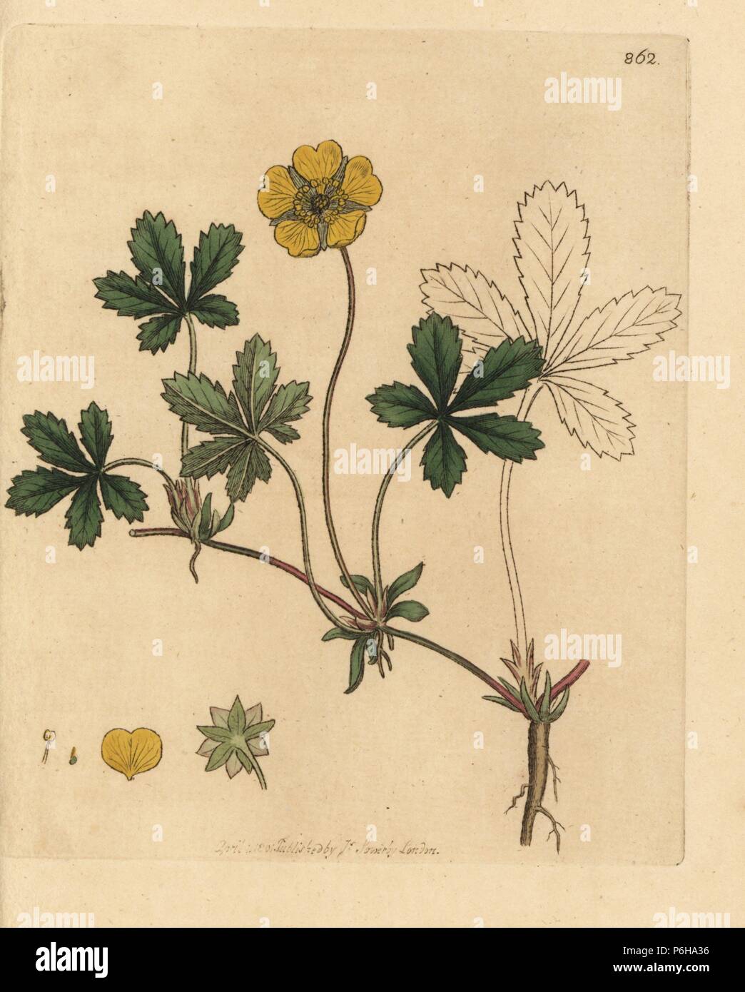 Silverweed or wild tansey, Potentilla anserina. Handcoloured ...