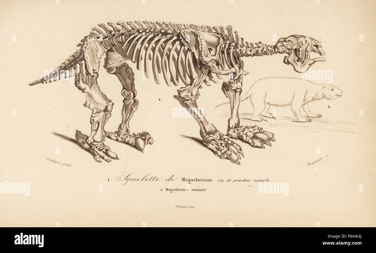 Skeleton of a megatherium, extinct giant ground sloth, and ...