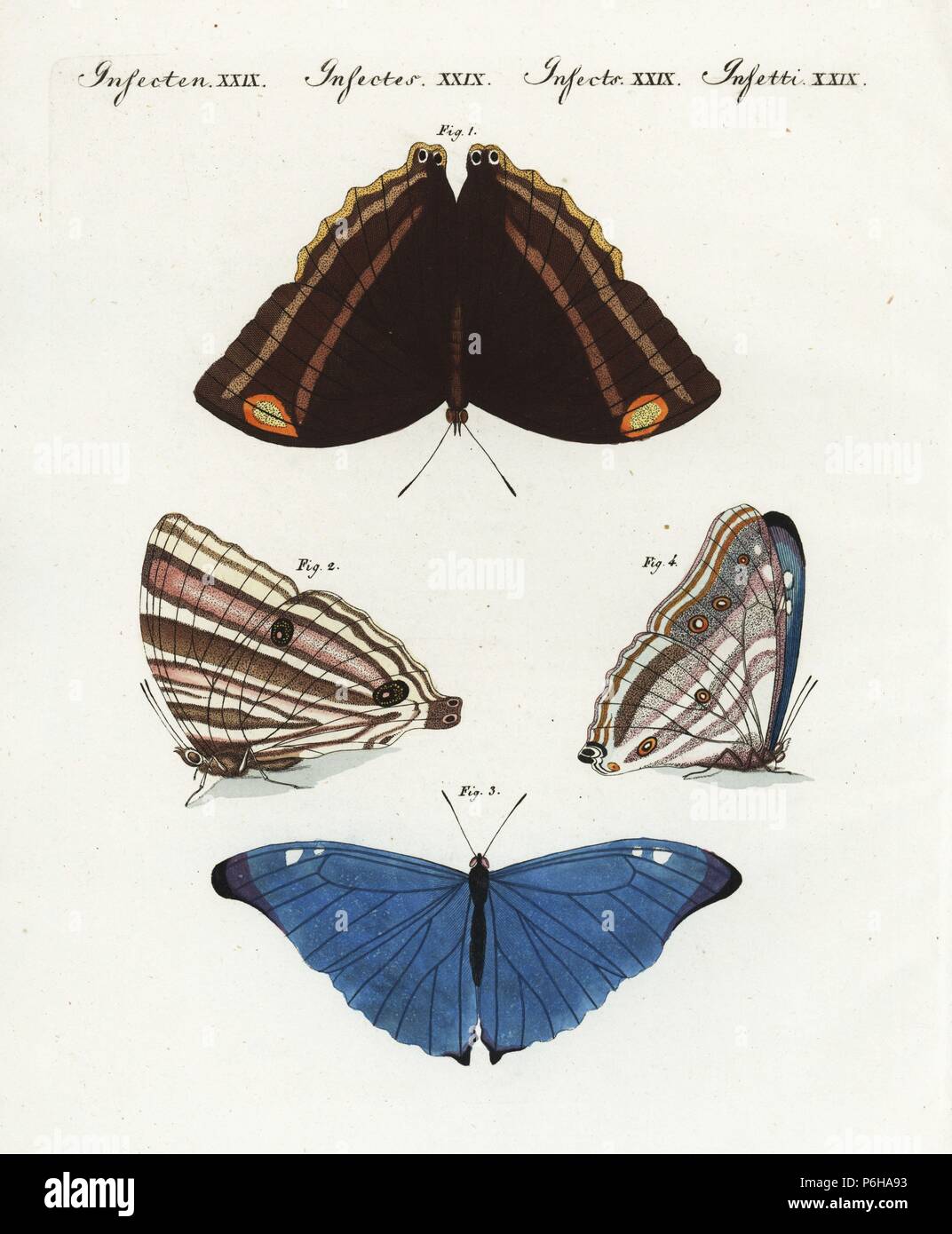 Brown page butterfly, Siproeta epaphus 1,2, and adonis morpho butterfly ...
