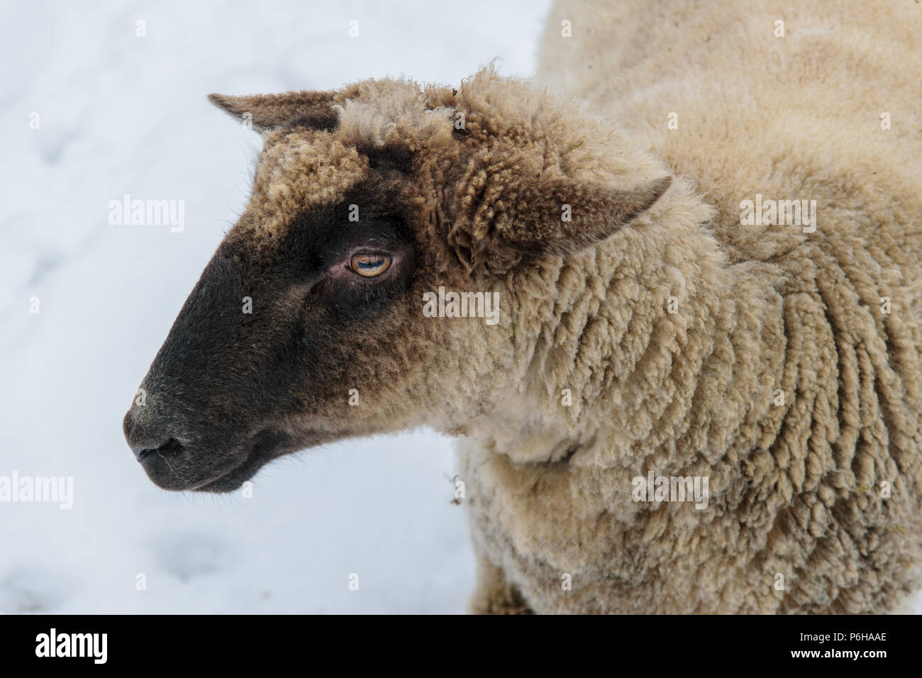 Sheep in the winter with wool Stock Photo - Alamy