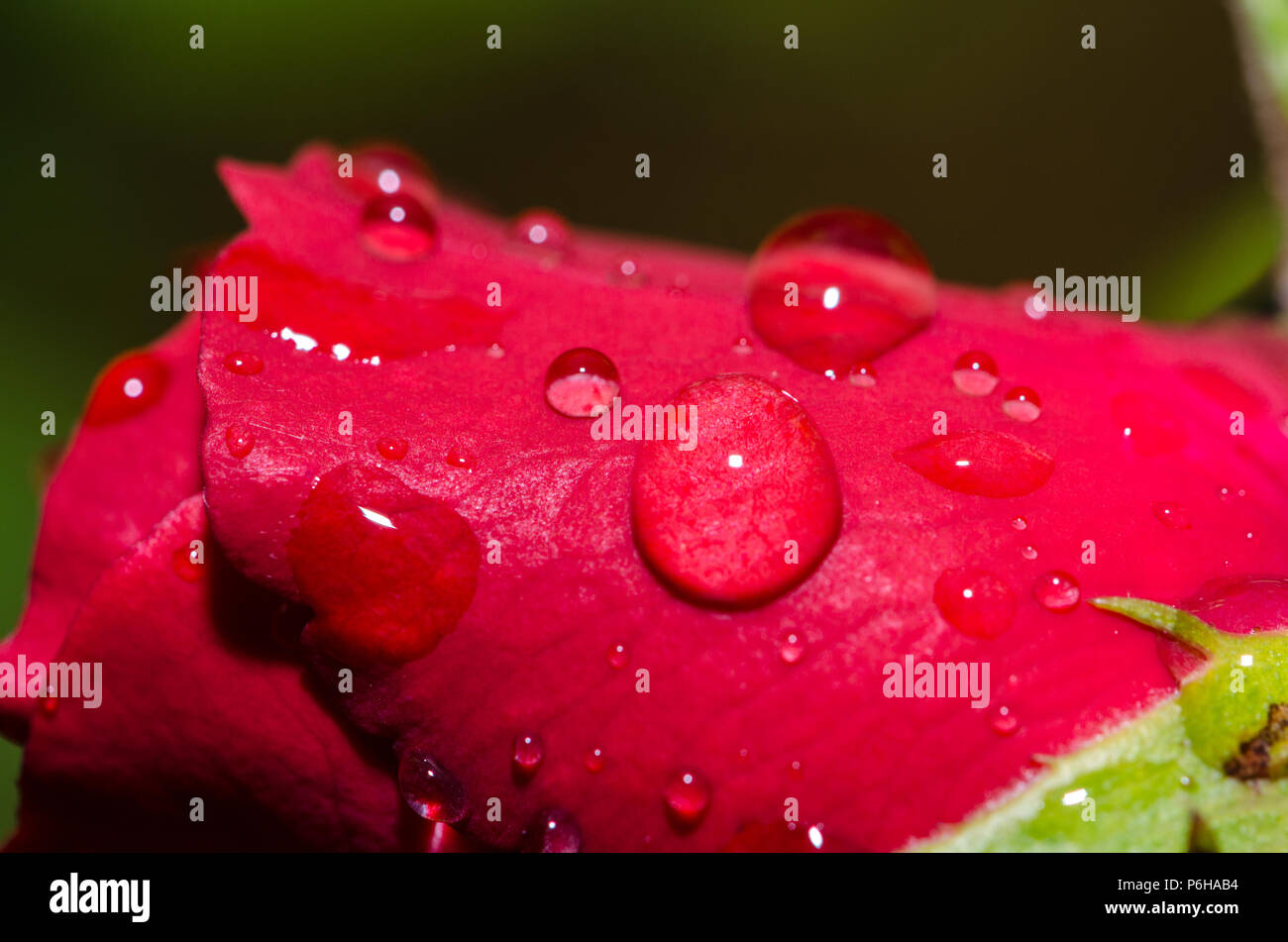 Red Rose with waterdrop Stock Photo - Alamy