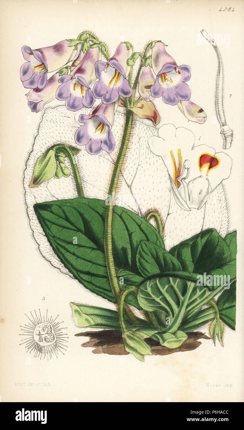 Primulina dryas (Chinese chirita, Chirita sinensis). Handcoloured ...