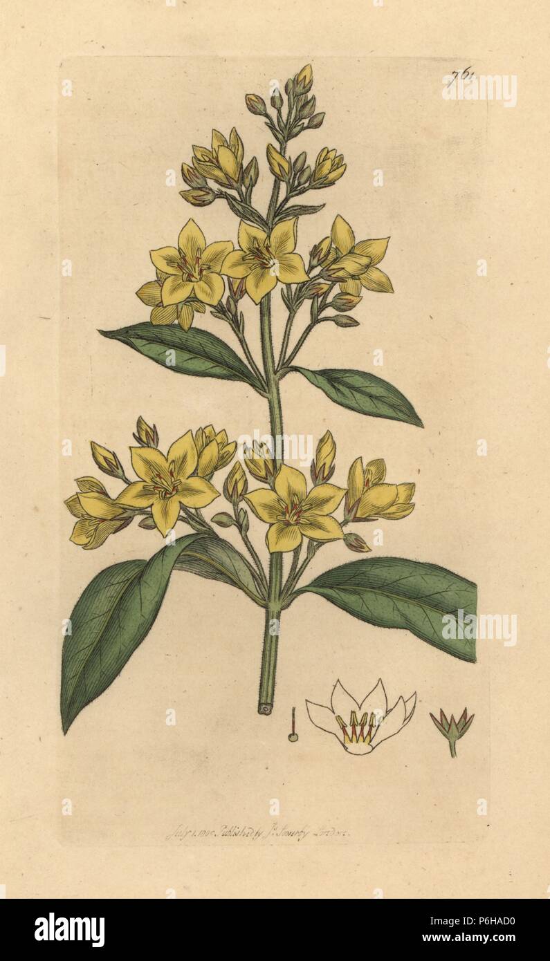 Yellow loosestrife, Lysimachia vulgaris. Handcoloured copperplate ...
