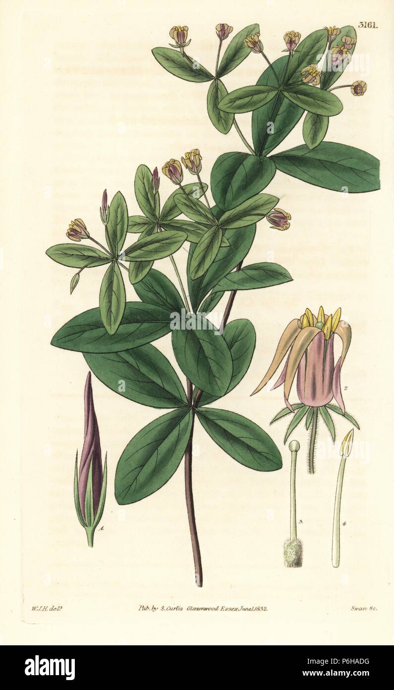 Tawhiri karo hi-res stock photography and images - Alamy