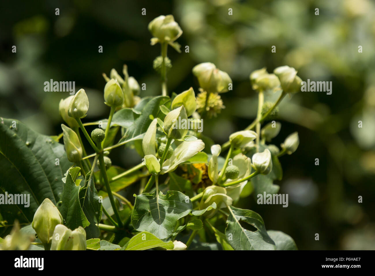 Close up Green flower of teak tree with green leaf Stock Photo - Alamy