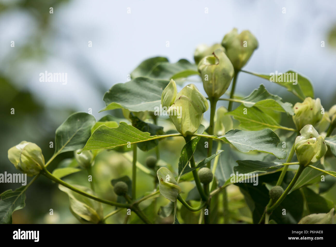 Close up Green flower of teak tree with green leaf Stock Photo - Alamy