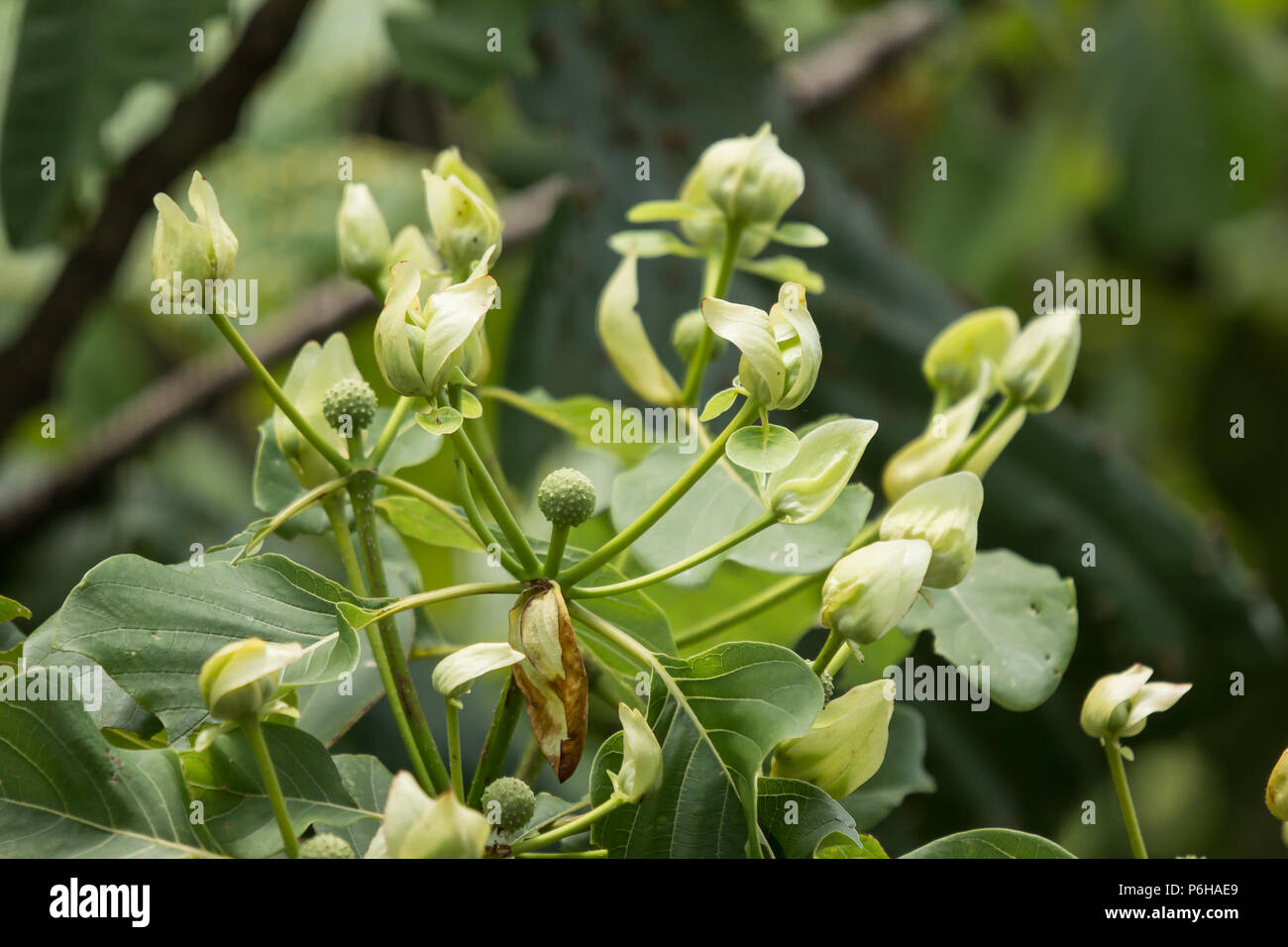 Close up Green flower of teak tree with green leaf Stock Photo - Alamy