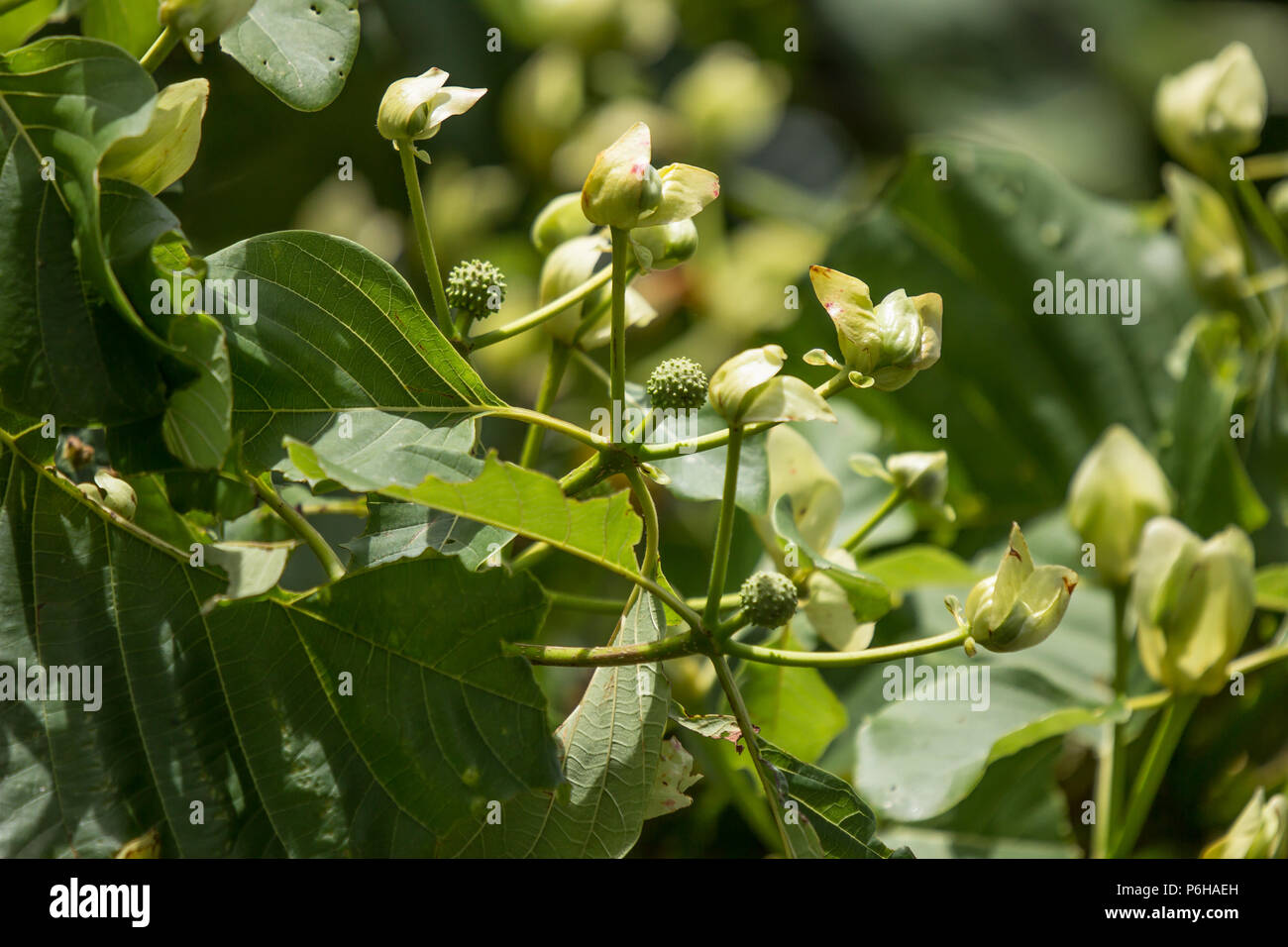 Close up Green flower of teak tree with green leaf Stock Photo - Alamy