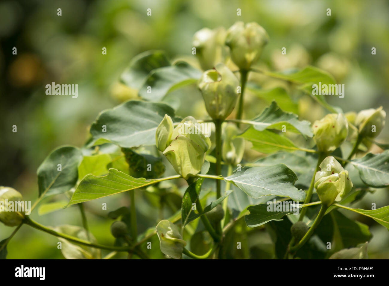 Close up Green flower of teak tree with green leaf Stock Photo - Alamy