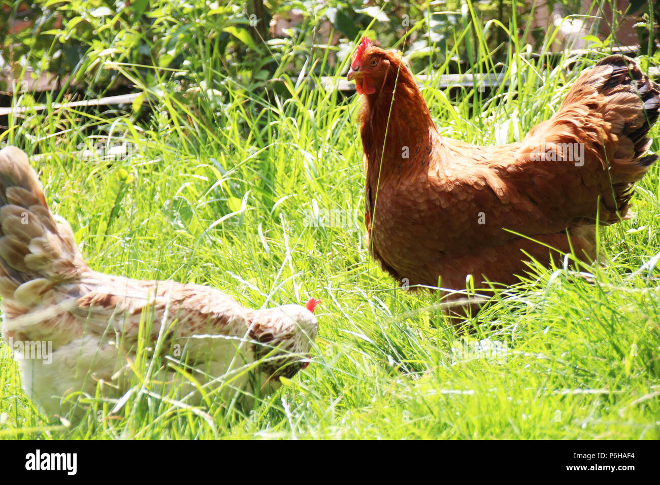A bunch of Chicken feeding outdoors on a Poultry Farm Stock Photo - Alamy
