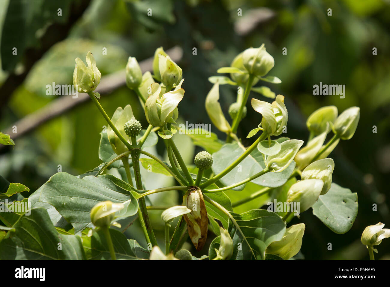 Close up Green flower of teak tree with green leaf Stock Photo - Alamy