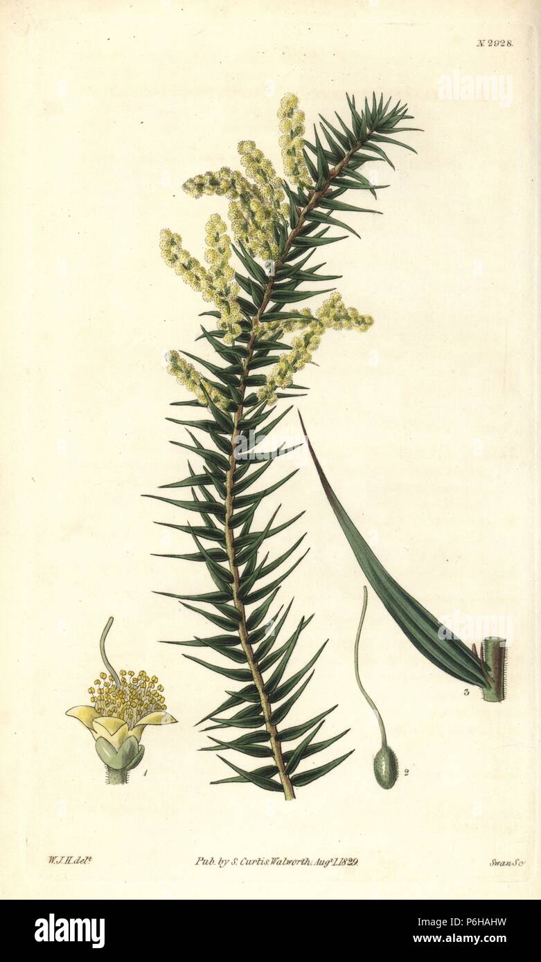 Spike wattle or downy-stemmed acacia, Acacia oxycedrus. Handcoloured ...