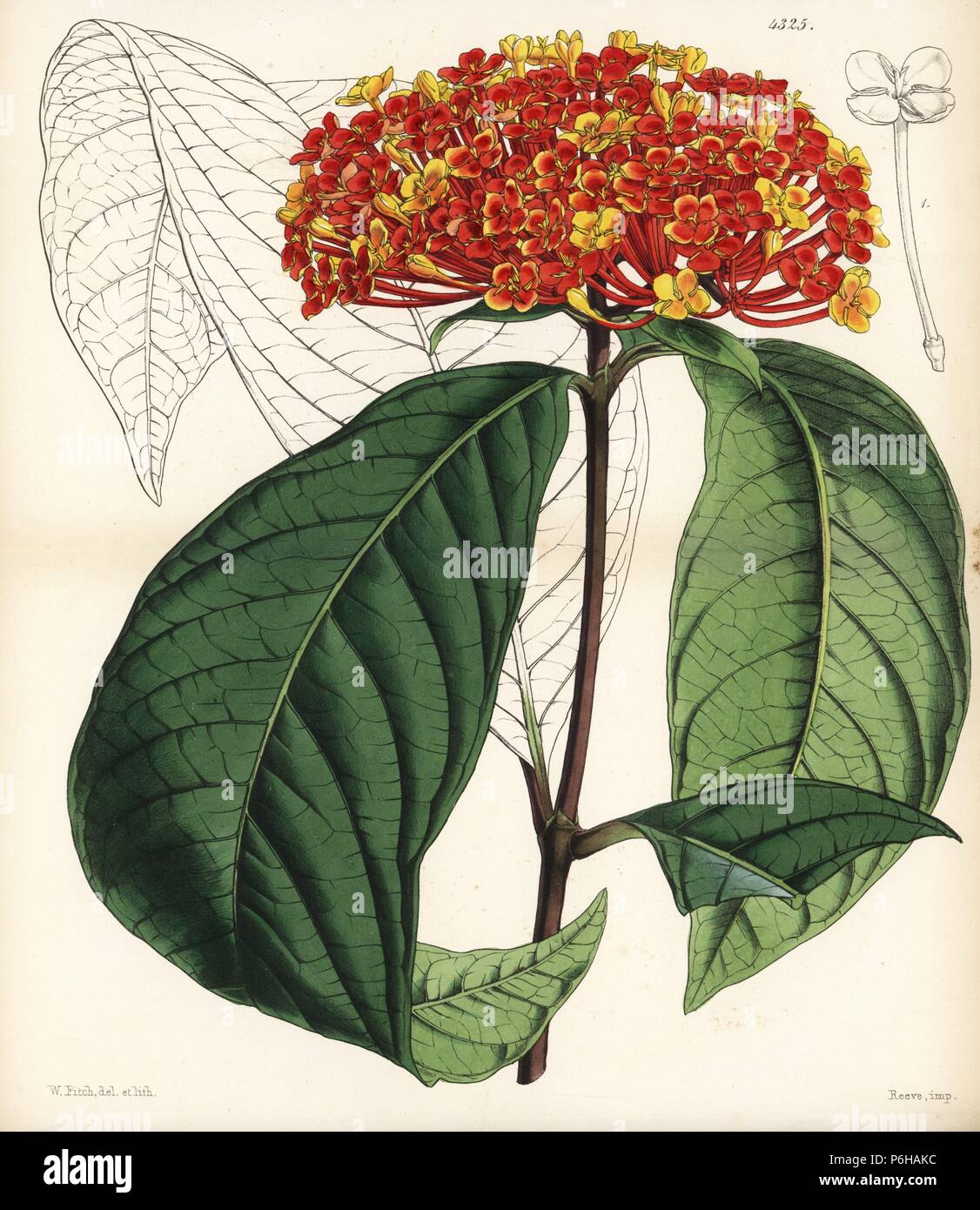Ixora Plant Drawing