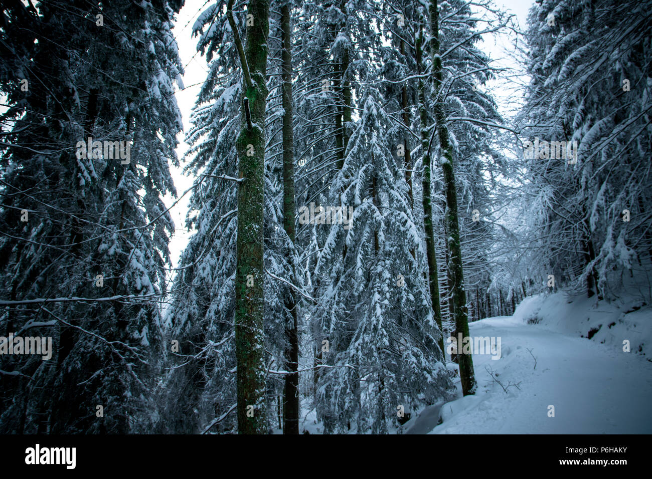 Forest in the winter with snow in the bavarian forest Stock Photo - Alamy