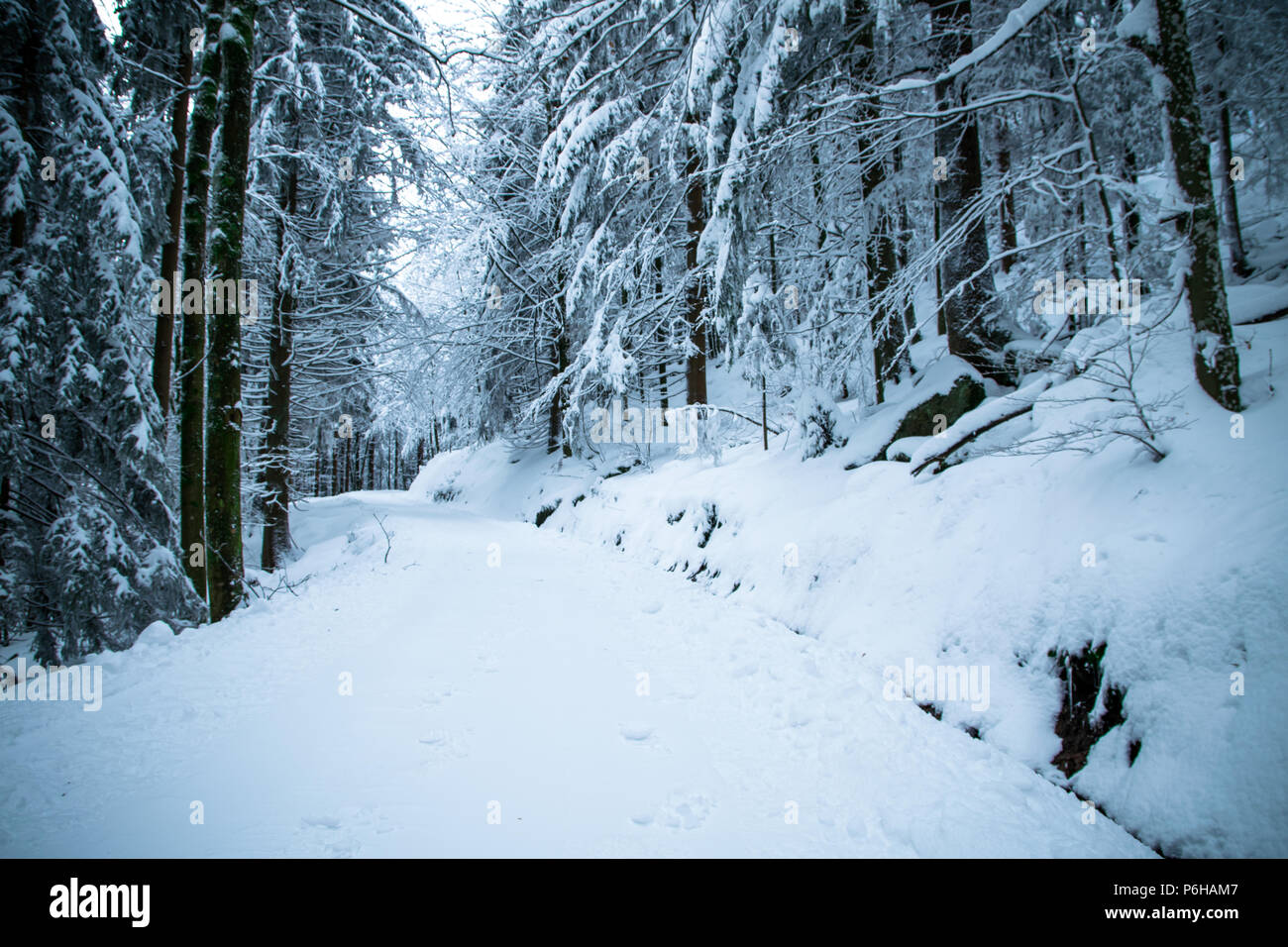 Forest in the winter with snow in the bavarian forest Stock Photo - Alamy