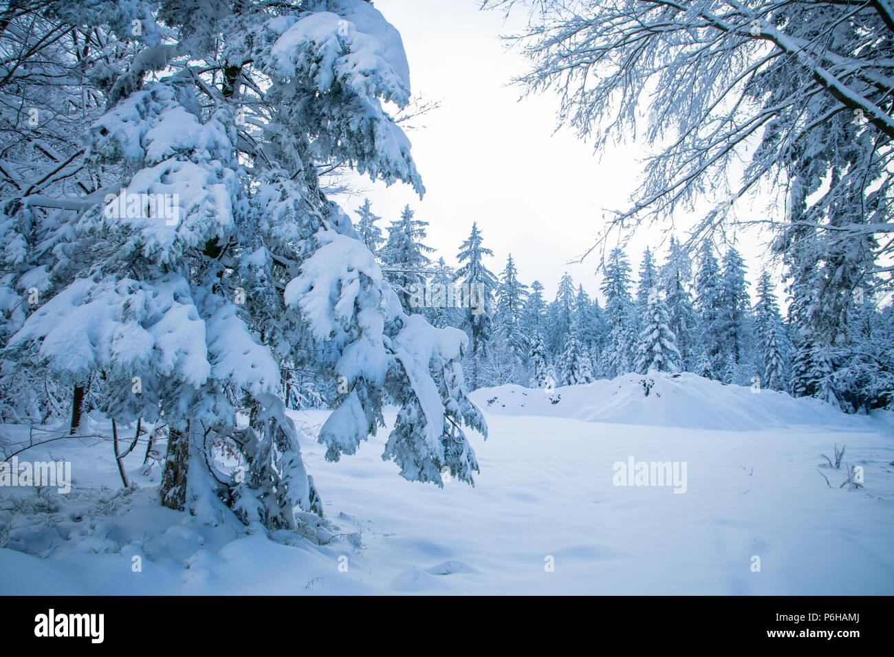 Forest in the winter with snow in the bavarian forest Stock Photo - Alamy