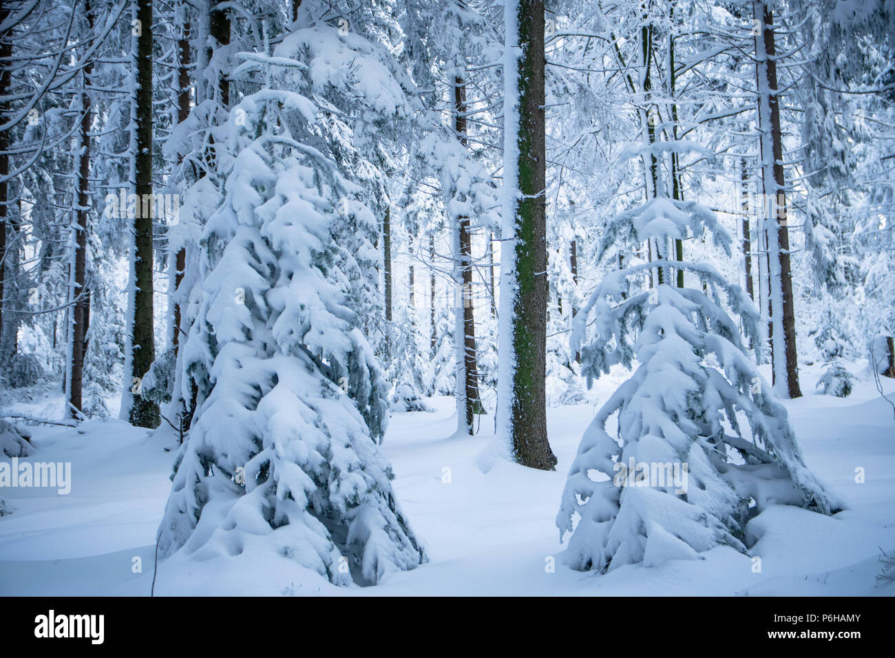 Forest in the winter with snow in the bavarian forest Stock Photo - Alamy