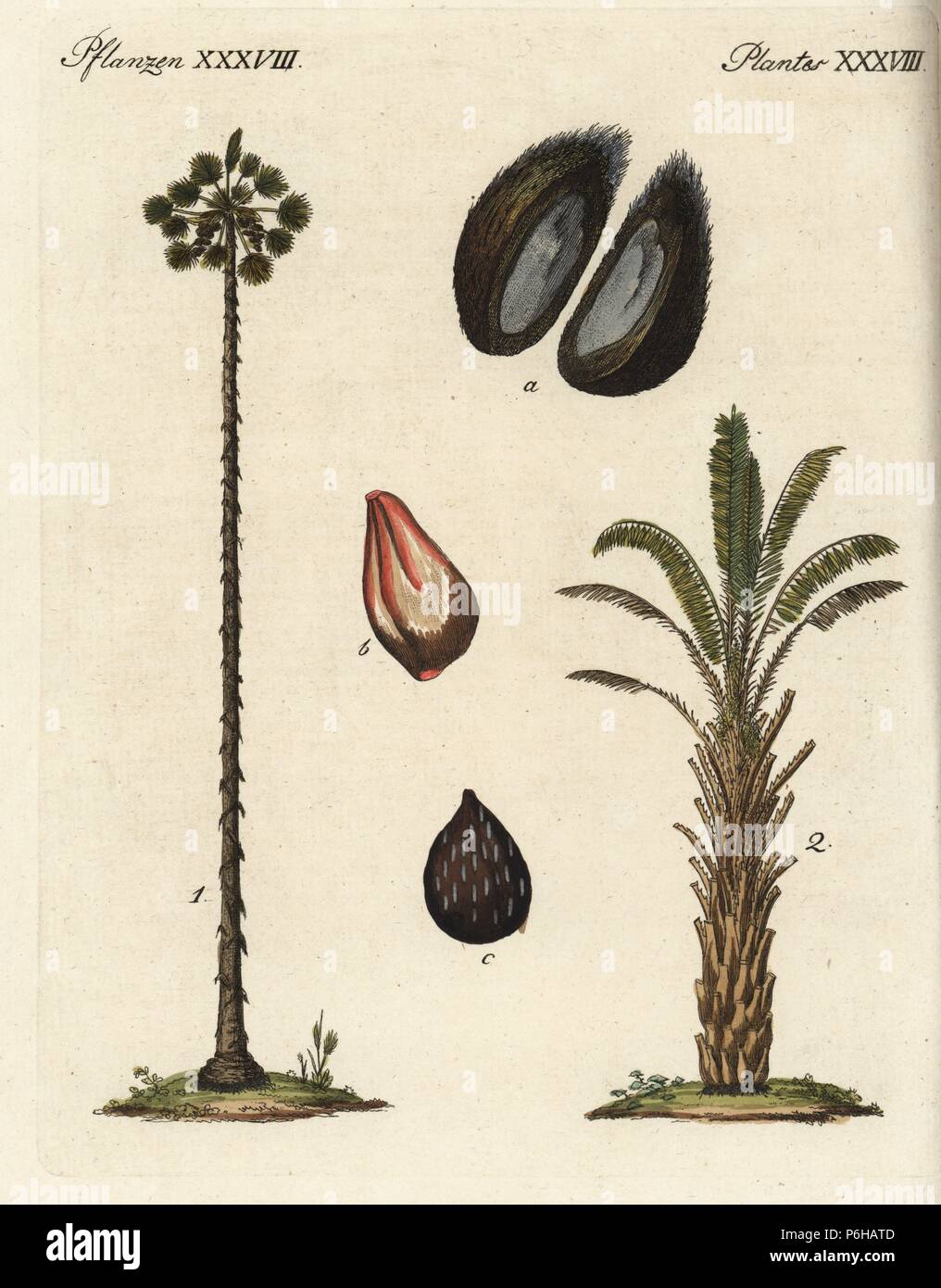 Asian palmyra palm, toddy palm, or sugar palm, Borassus flabellifer 1 ...