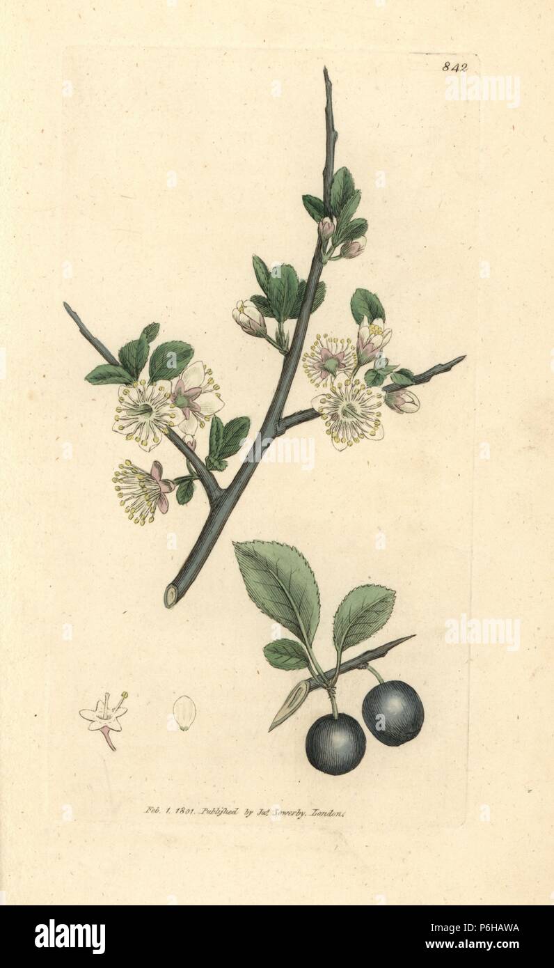 Sloe or blackthorn tree, Prunus spinosa. Handcoloured copperplate ...
