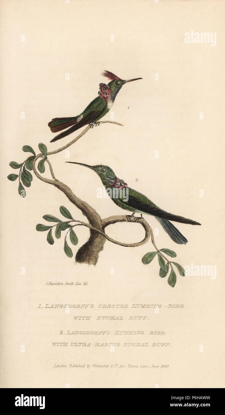 Langsdorff's crested hummingbird with nuchal ruff 1, and Langsdorff's ...
