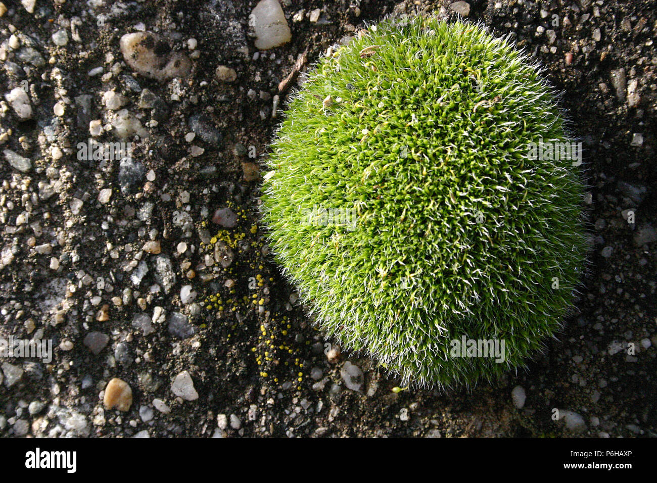Small round clump of moss Stock Photo - Alamy