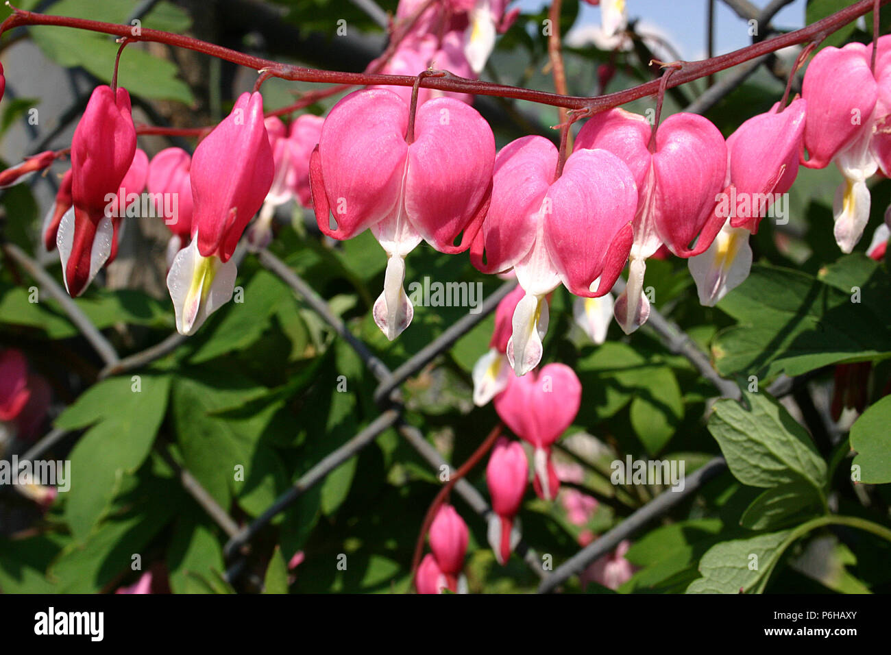 Bleeding heart yard hi-res stock photography and images - Alamy